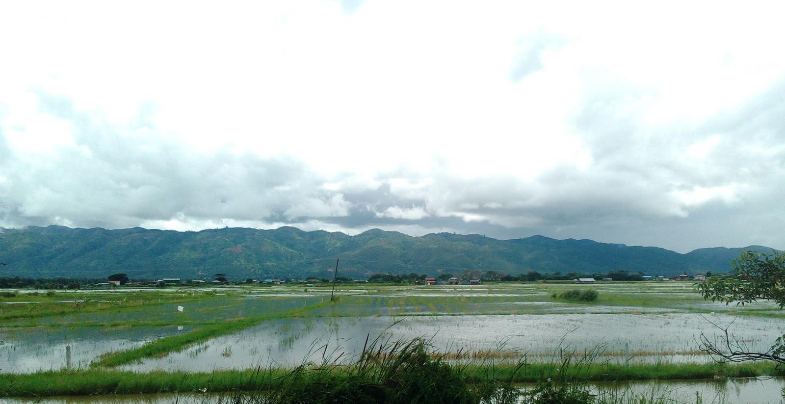 မိုးရွာသွန်းမှုကြောင့် ညောင်ရွှေမြို့နယ်အတွင်းရှိ စပါးစိုက်ခင်းအချို့